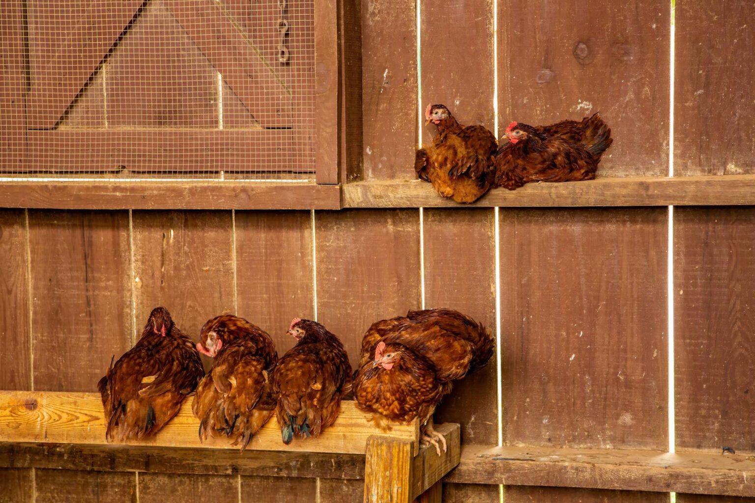 Everything You Need to Know About Chicken Roosting Bars - Backyard Poultry